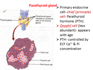 Parathyroid and Calcitonin hormones – secretion, functions, and facts ...